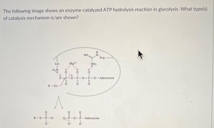 Solved The following image shows an enzyme-catalyzed ATP | Chegg.com