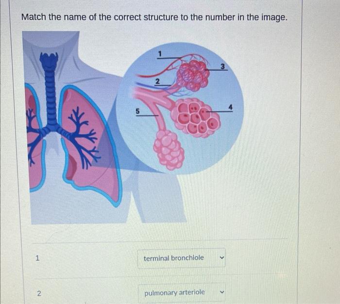 Solved Match the name of the correct structure to the number | Chegg.com