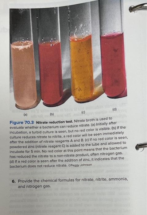 Solved 4. If a nitrate reduction test turns red only after | Chegg.com