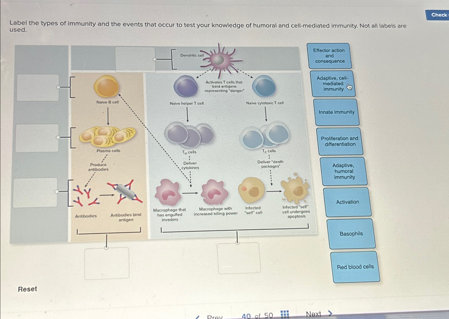 Solved Label the types of immunity and the events that occur | Chegg.com