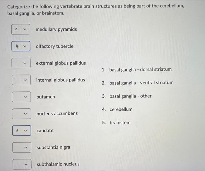Solved Categorize the following vertebrate brain structures | Chegg.com