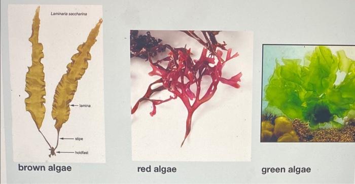 Solved green algae What environmental stress do you think | Chegg.com