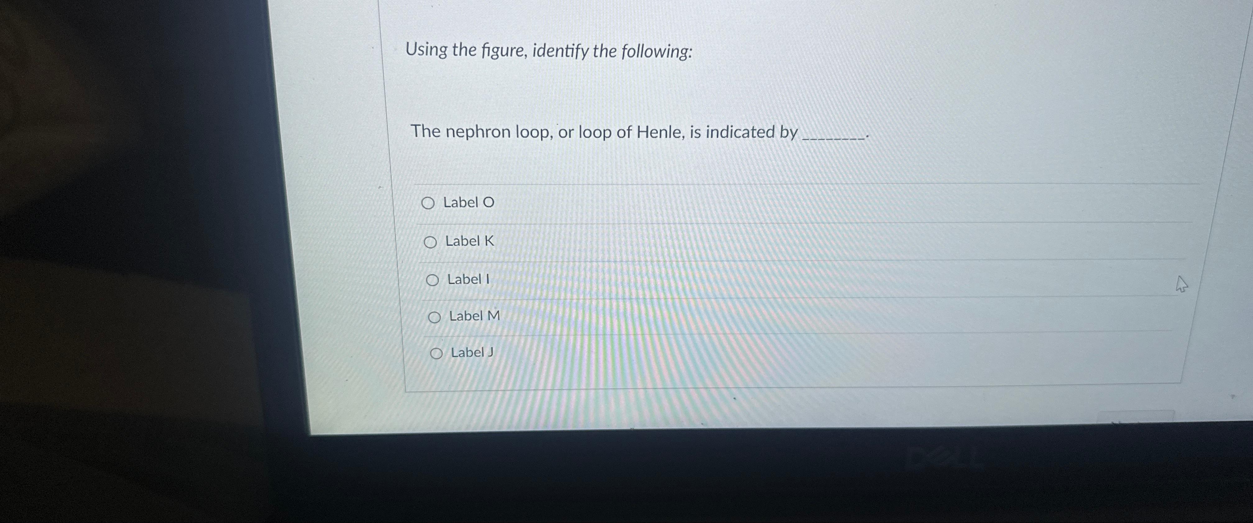 Solved Using the figure, identify the following:The nephron | Chegg.com