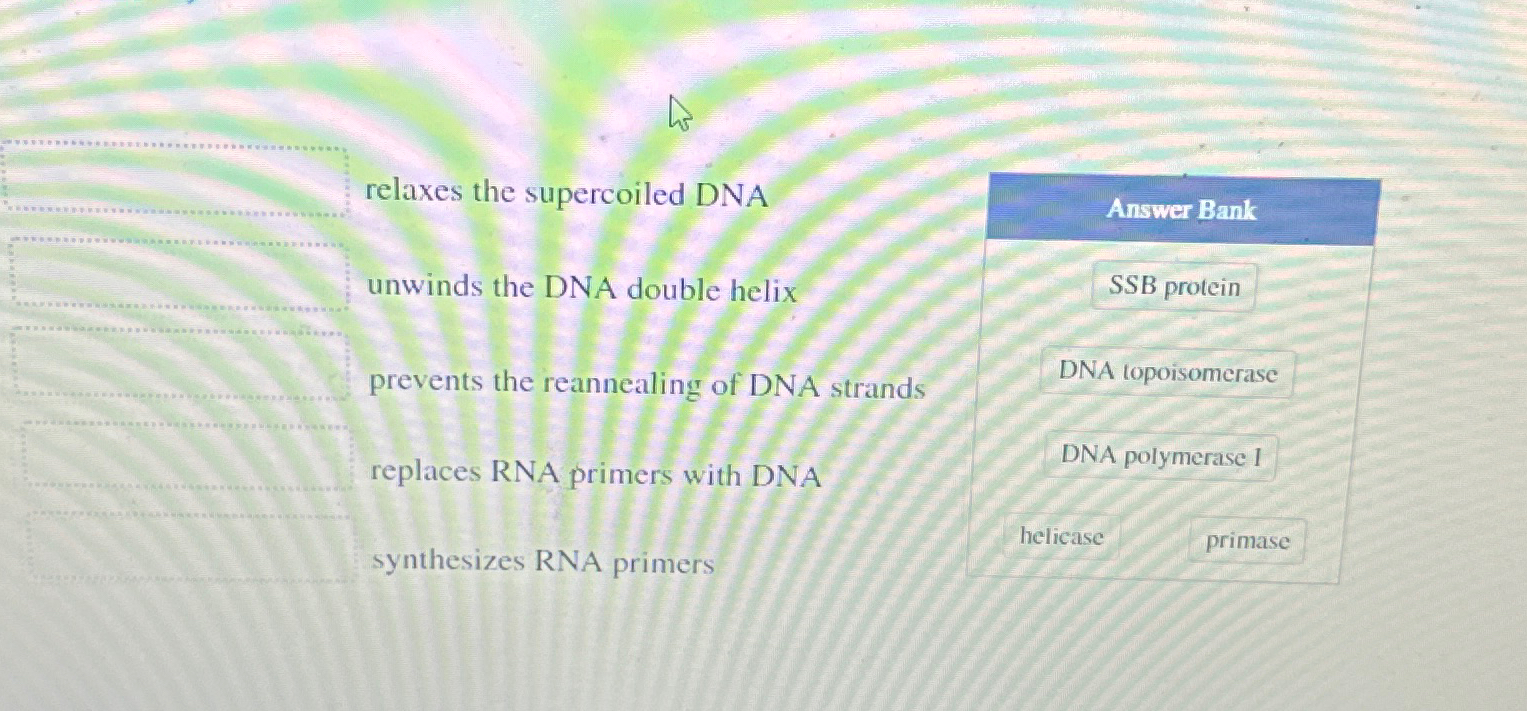 Solved relaxes the supercoiled DNAunwinds the DNA double | Chegg.com