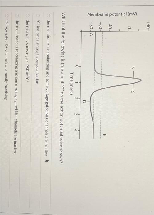 Solved Membrane potential (mV) +40- B -40- E -60- -80- A 3 | Chegg.com