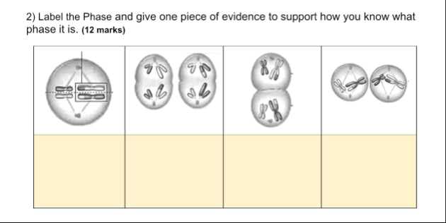 Solved Label the Phase and give one piece of evidence to | Chegg.com