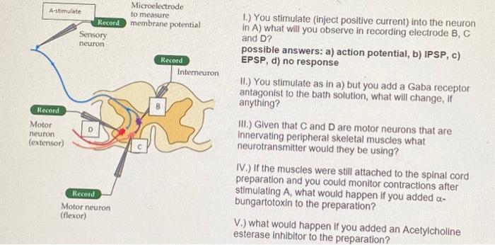 Solved 1.) You stimulate (inject positive current) into the | Chegg.com