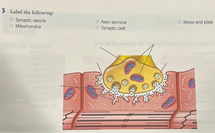 Solved 3 Label the following: \begin{tabular}{l|l} Synaptic | Chegg.com