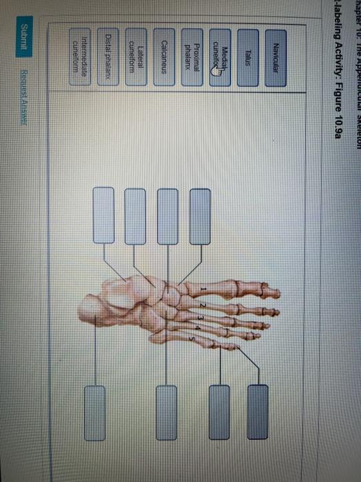 Solved hapter 10: The Appendicu Skeleton Z-labeling | Chegg.com