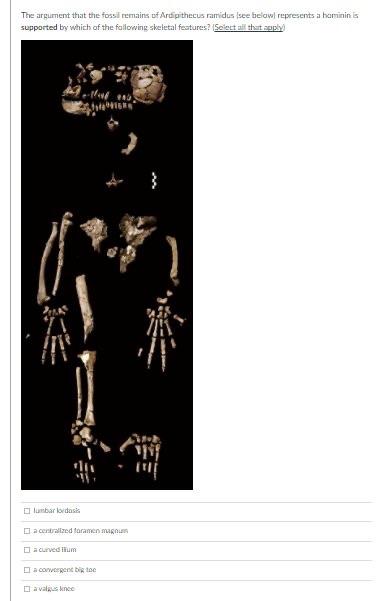 Solved The Argument That The Fons Remains Of Ardipithecus