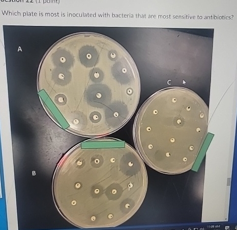 Solved Which plate is most is inoculated with bacteria that | Chegg.com
