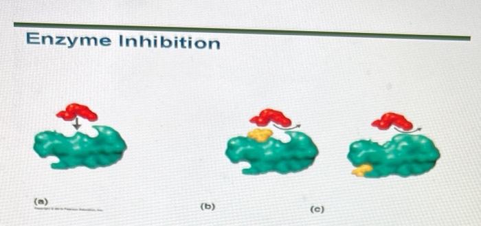 Enzyme Inhibition | Chegg.com