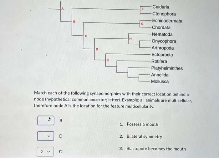Solved Match each of the following synapomorphies with their | Chegg.com