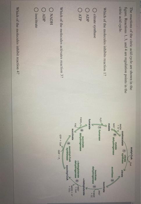 Solved Acetyl Coada The Reactions Of The Citric Acid Cycle 