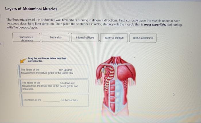 Solved Layers of Abdominal Muscles The three muscles of the | Chegg.com