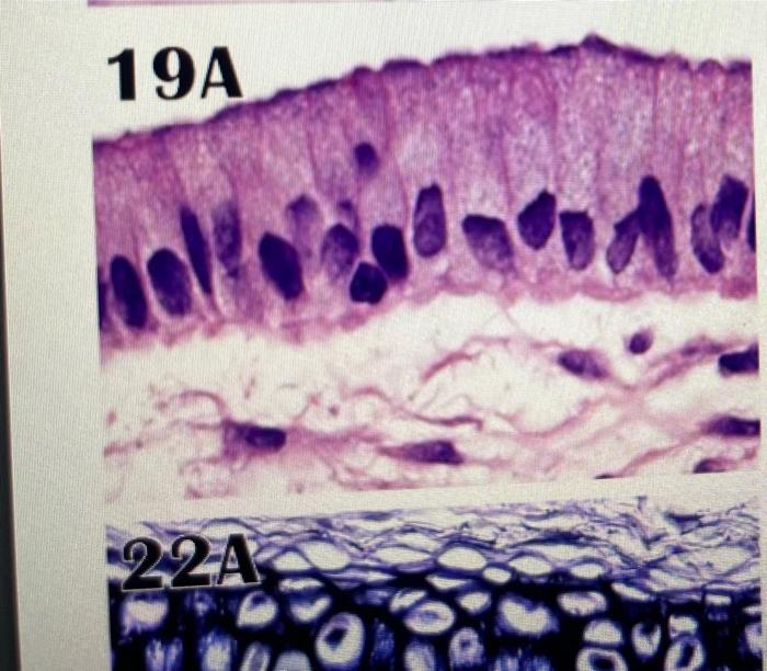 Part 2 : Labeling 16-32 . Identify the tissues shown | Chegg.com