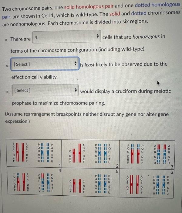 Solved Two chromosome pairs, one solid homologous pair and | Chegg.com