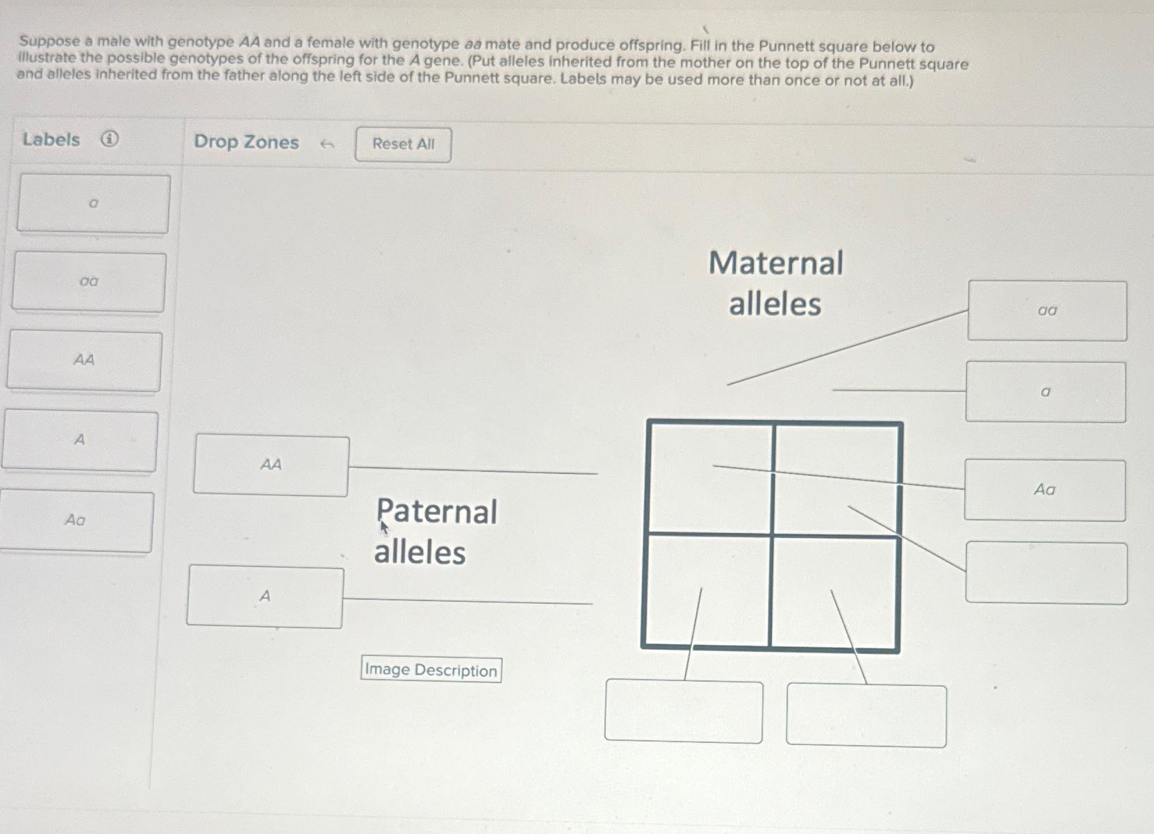 Solved Suppose a male with genotype AA and a female with | Chegg.com