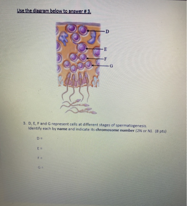 Solved Ch 27 - Act 3 - Male reproductive system Total = 40 | Chegg.com