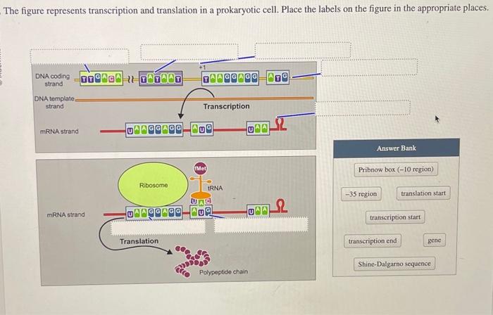 Solved he figure represents transcription and translation in | Chegg.com