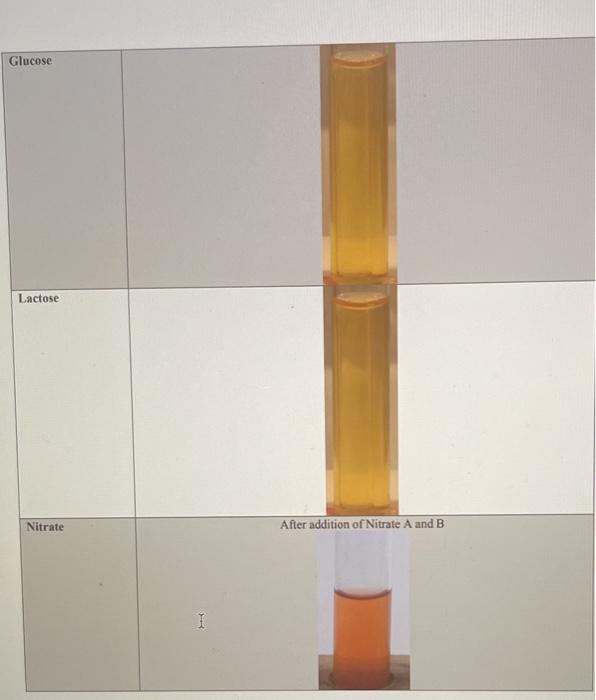 Solved Part 2: Media and Biochemical Tests For Gram Positive | Chegg.com