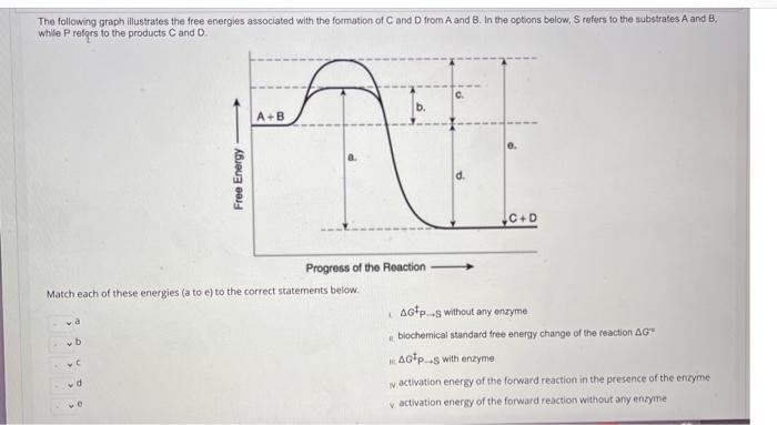 Solved The following graph illustrates the free energies | Chegg.com