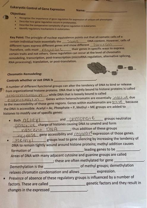 Solved Eukaryotic Control of Gene Expression Name: | Chegg.com