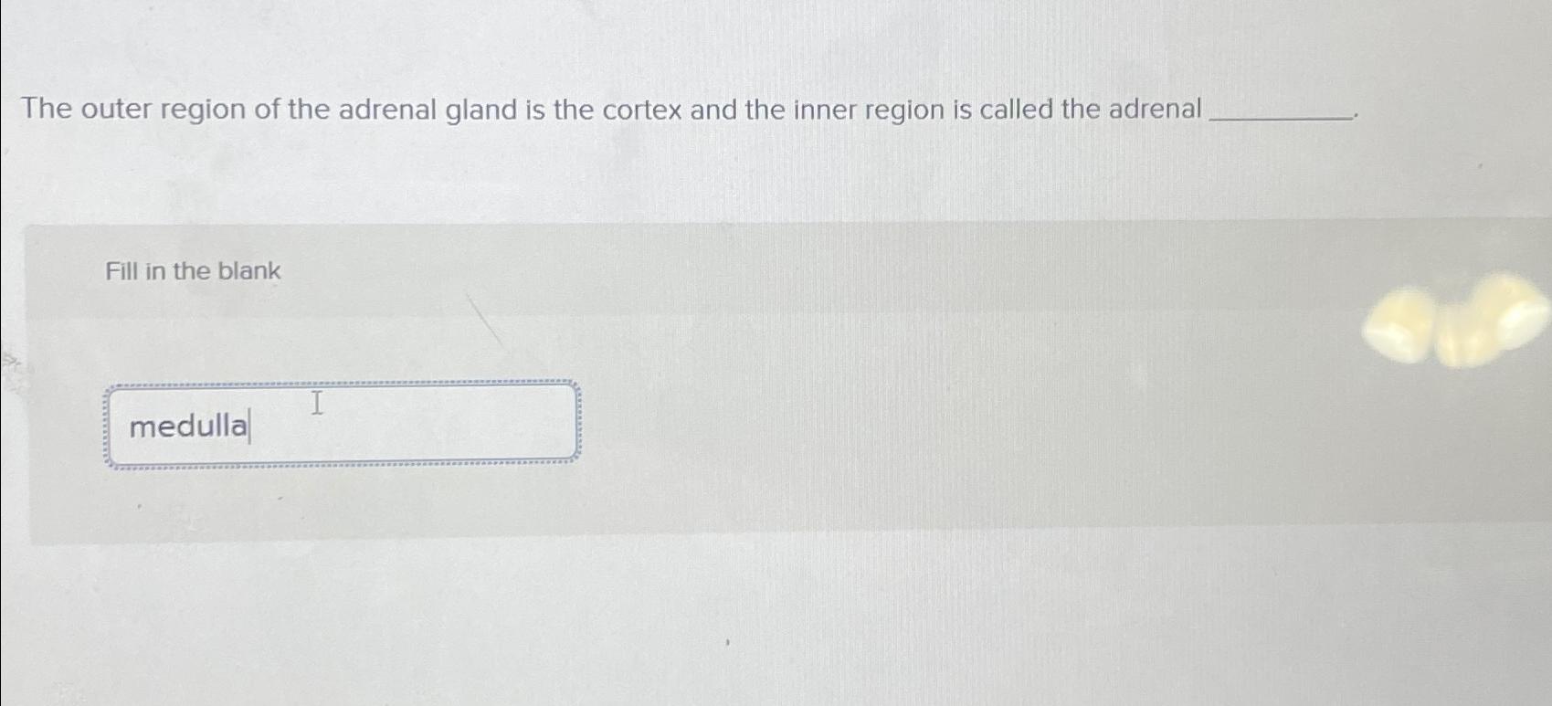 Solved The outer region of the adrenal gland is the cortex | Chegg.com