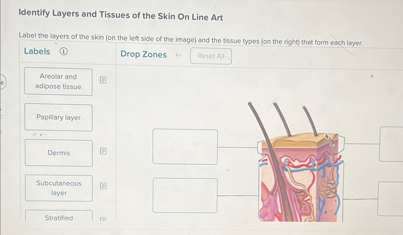 Solved Identify Layers and Tissues of the Skin On Line | Chegg.com