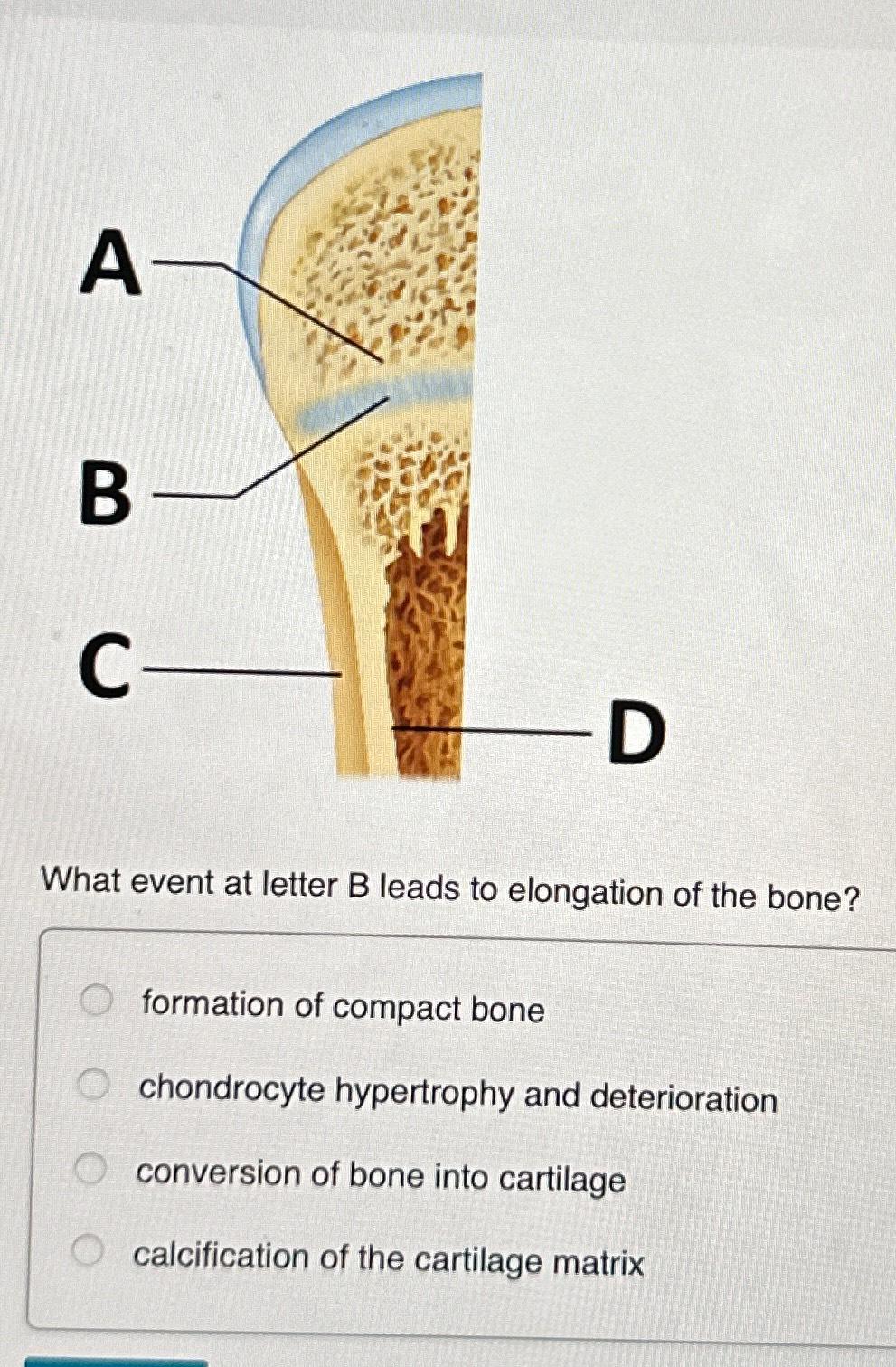 Solved What event at letter B leads to elongation of the | Chegg.com