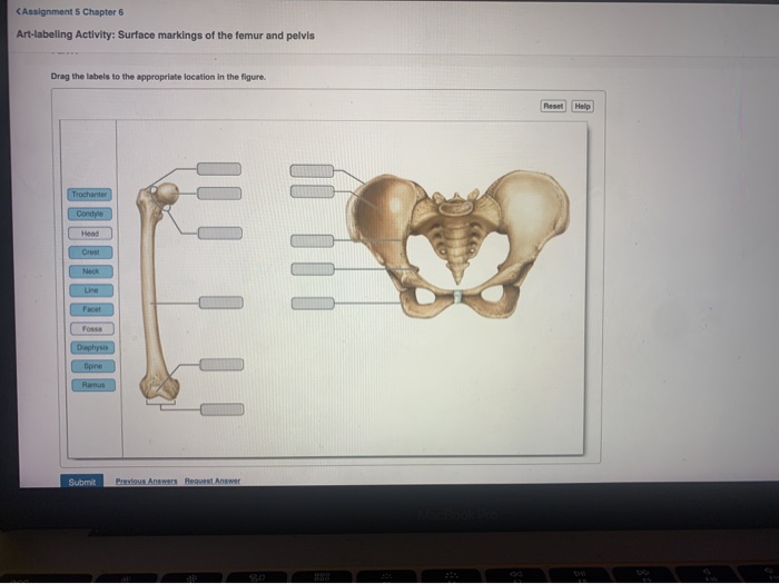 Solved CAssignment 5 Chapter 6 Art-labeling Activity: | Chegg.com