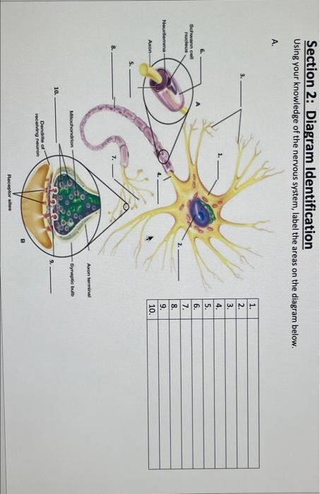 Solved Section 2: Diagram Identification Using your | Chegg.com