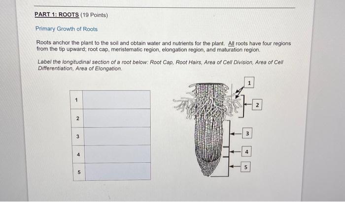 Solved Roots anchor the plant to the soil and obtain water | Chegg.com