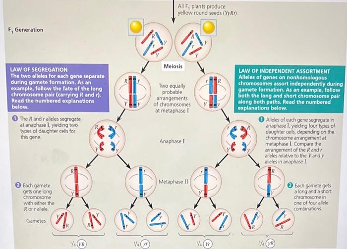 Q9 Use the F1 generation gamete formation from figure | Chegg.com