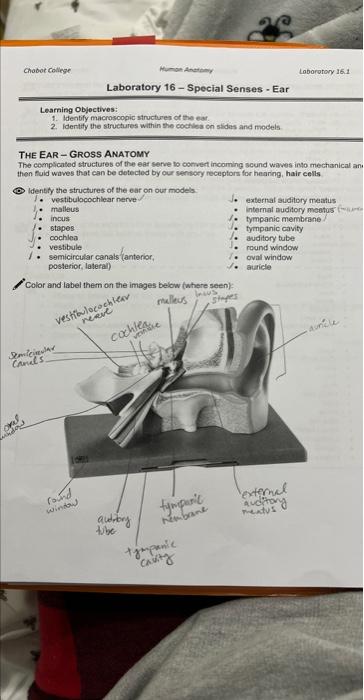 Solved Learning Objectives: 1. Idenbify macroscopic | Chegg.com
