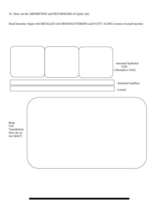 Solved 18. Draw out the ABSORPTION and METABOLISM of Lipids | Chegg.com