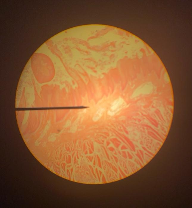 Solved 4. Examine the prepared slide of the stomach by | Chegg.com