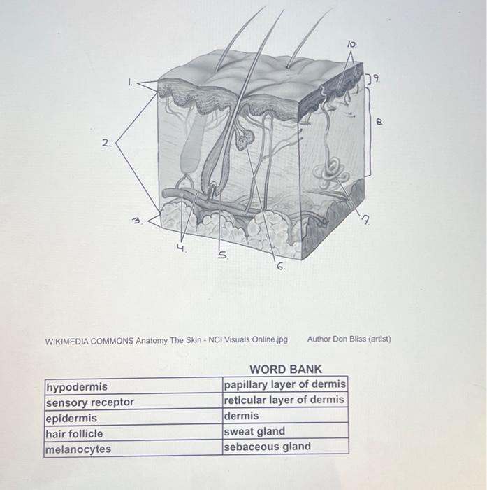 Solved Microscope Exercise: I. Skin Structure 1. Thick Skin | Chegg.com