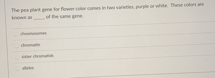 Solved The pea plant gene for flower color comes in two | Chegg.com