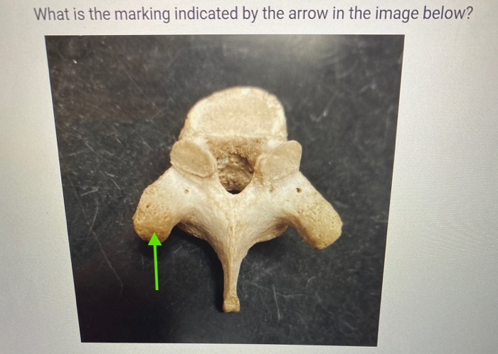 Solved What is the marking indicated by the arrow in the | Chegg.com