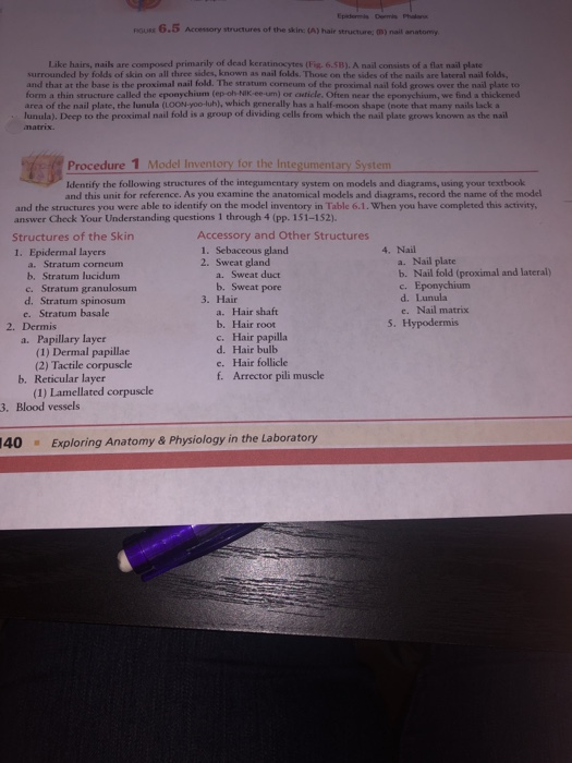 Epider Dom Phelor POUR 6.5 Accessory structures of | Chegg.com