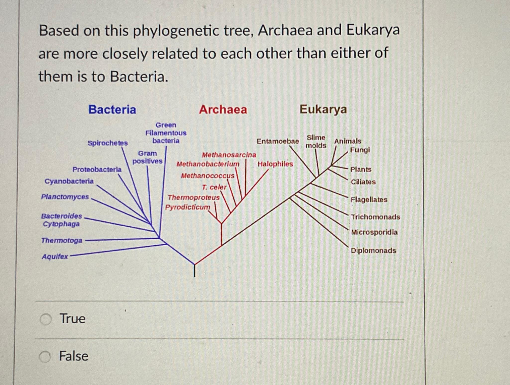 Solved Based On This Phylogenetic Tree Archaea And Eukarya 