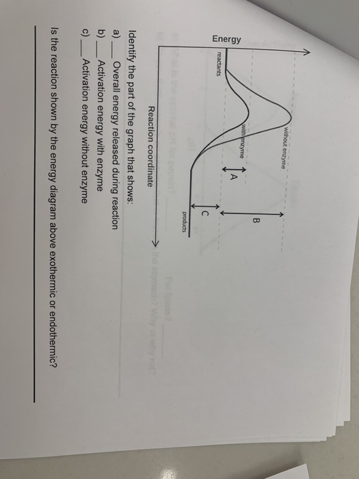Solved without enzyme with enzyme Energy reactants products | Chegg.com