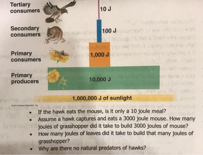 Solved Tertiary consumers 10 J Secondary consumers Primary | Chegg.com