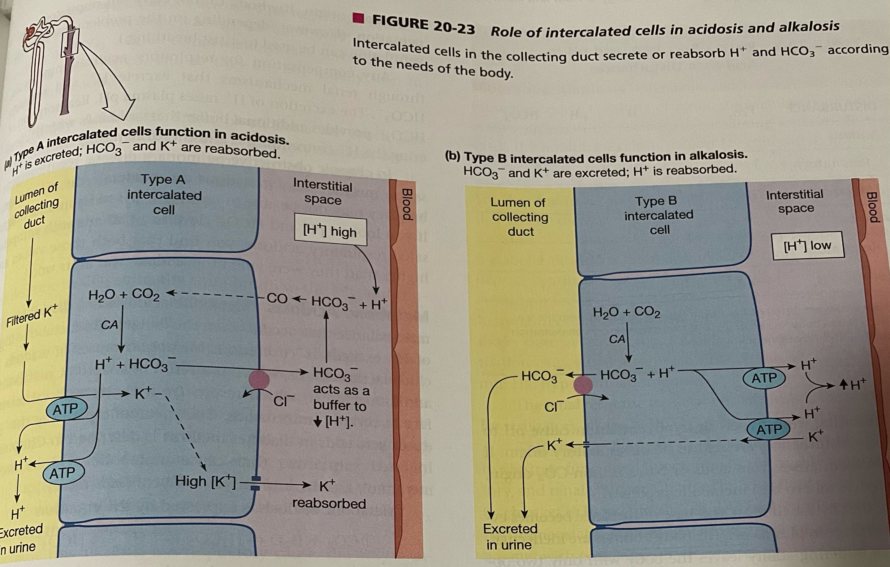 Solved This is figure 20-23, ﻿please help me to explain this | Chegg.com