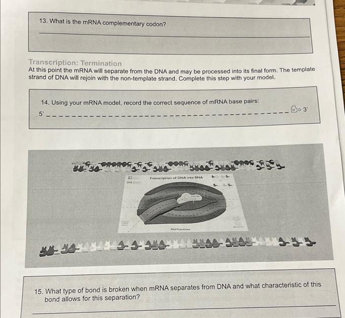 Solved 13. What is the mRNA complementary codon? | Chegg.com