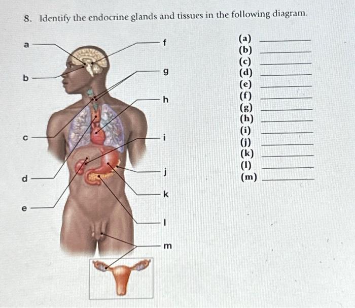 Solved 8. Identify the endocrine glands and tissues in the | Chegg.com Solved 8. Identify the endocrine glands and tissues in the | Chegg.com