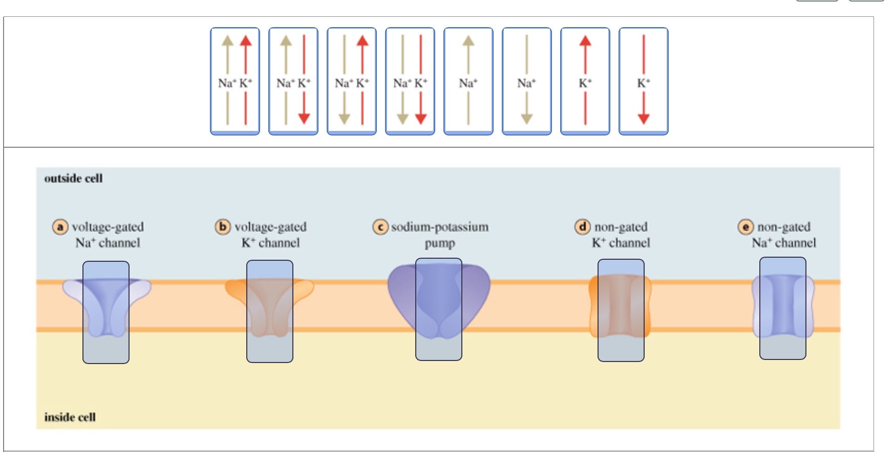 Solved Ion movements at resting potential | Chegg.com