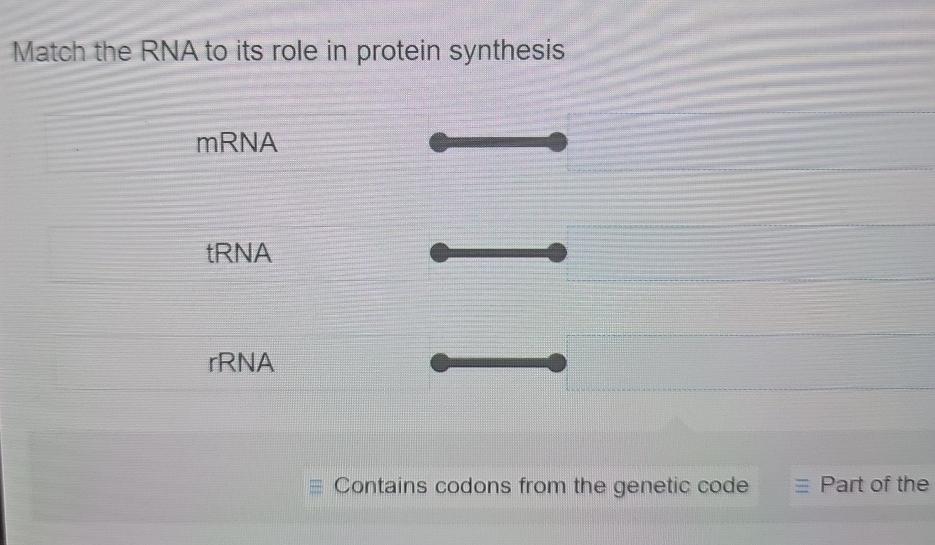 Solved Match the RNA to its role in protein | Chegg.com