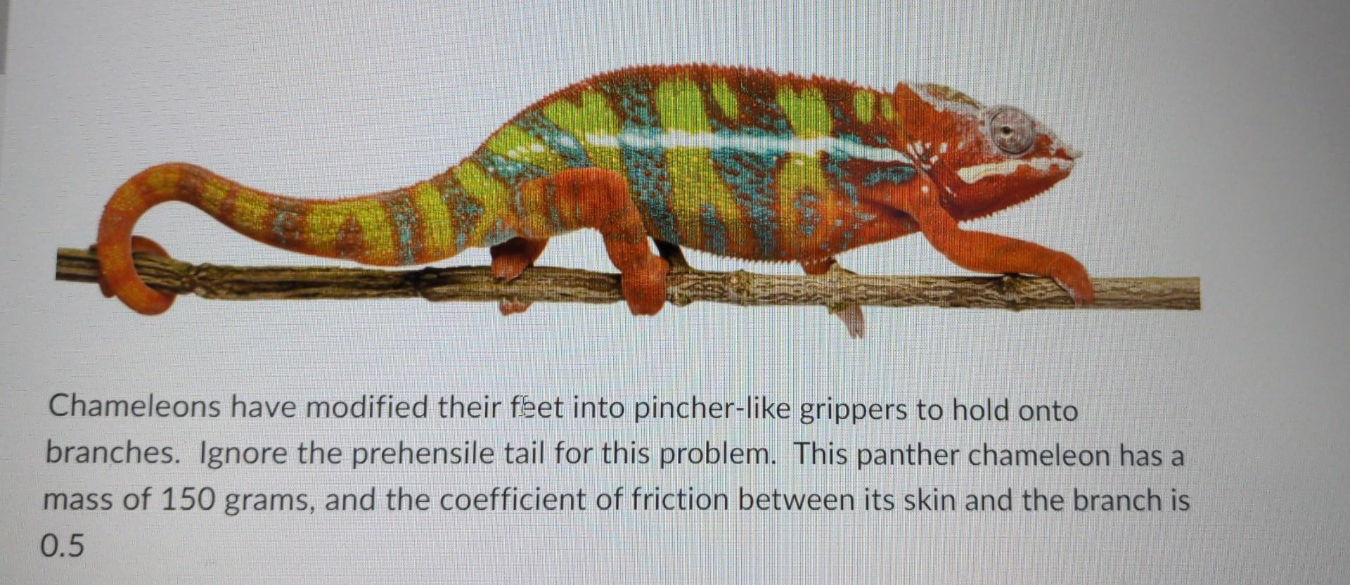 Solved Chameleons have modified their feet into pincher-like | Chegg.com
